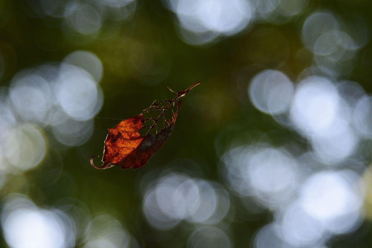 空飛ぶ虫のように | GANREF