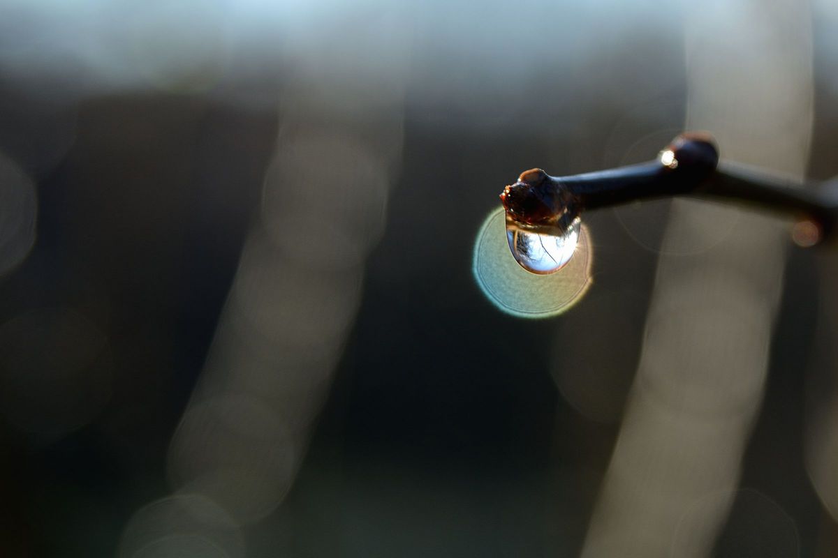 ゴーフルと水滴 | GANREF