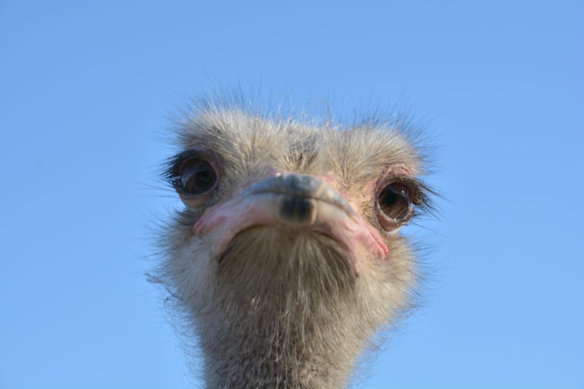 見つめられて... | GANREF