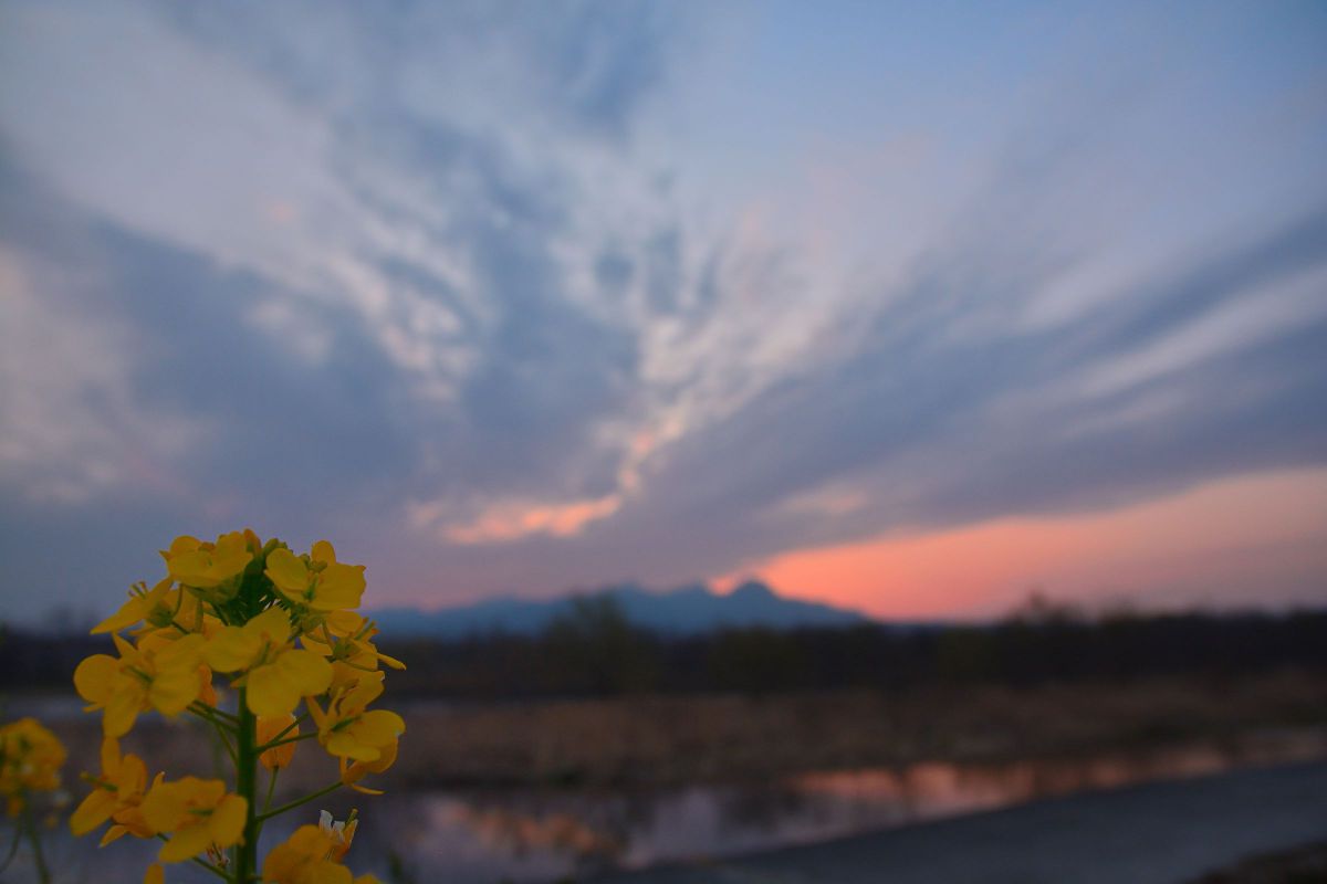 黄昏に花 | GANREF
