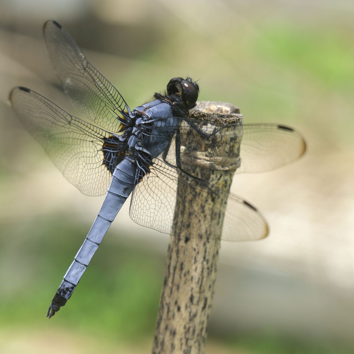 フジナーE 75mm/F4.5試写 | GANREF