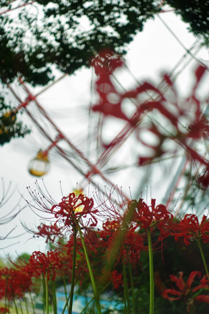 記憶の華 | GANREF