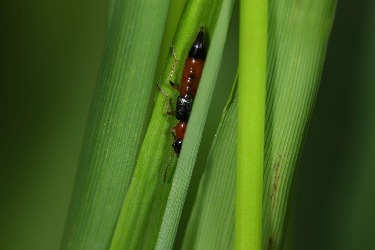 隠れて...る？ | GANREF