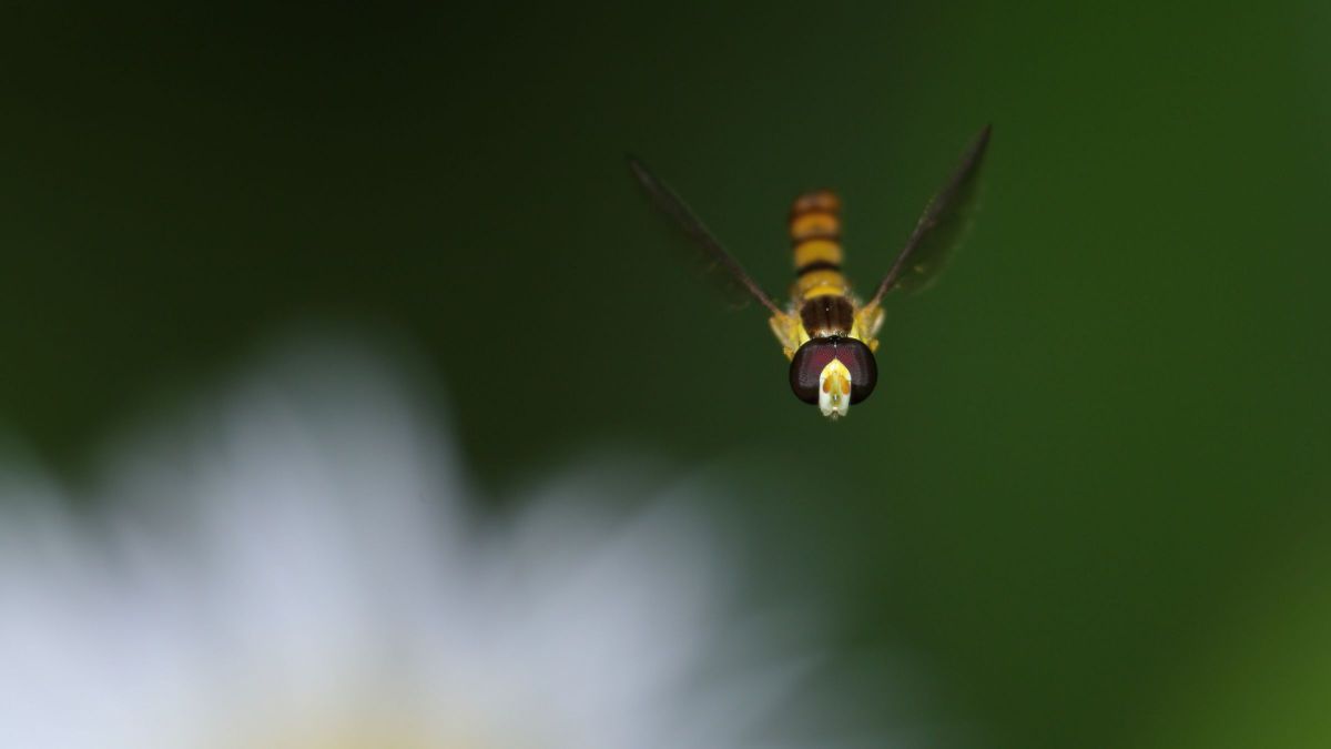 Small Flier | GANREF