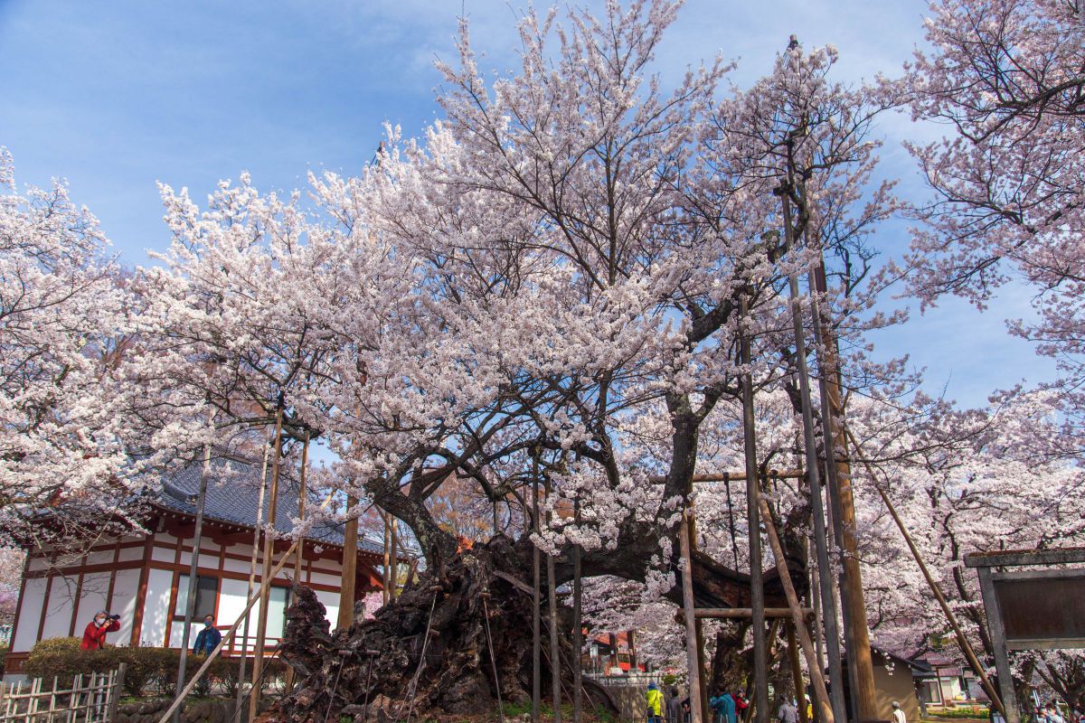 2000年を見つめて | GANREF