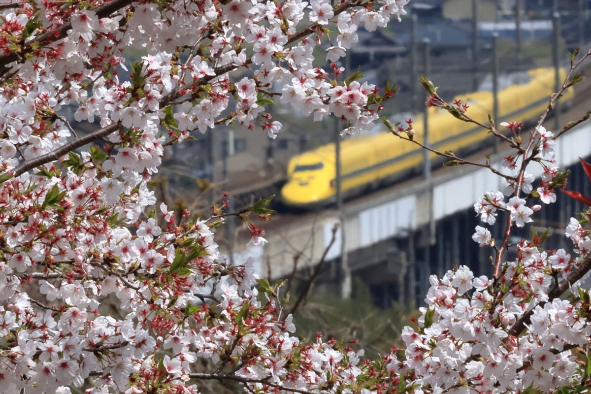 桜とYellow | GANREF