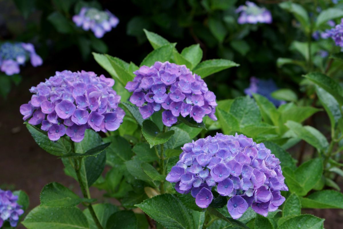 Hydrangea | GANREF