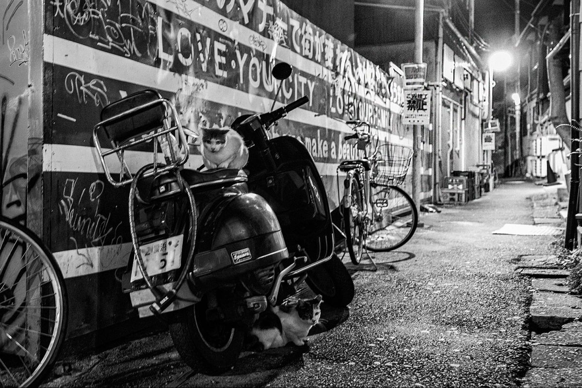 YOKOSUKA CAT's | GANREF