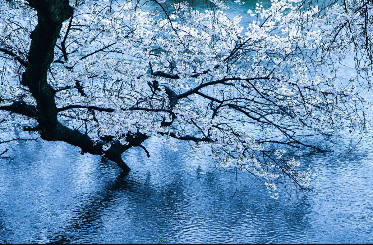 BLUE MOMENT | GANREF