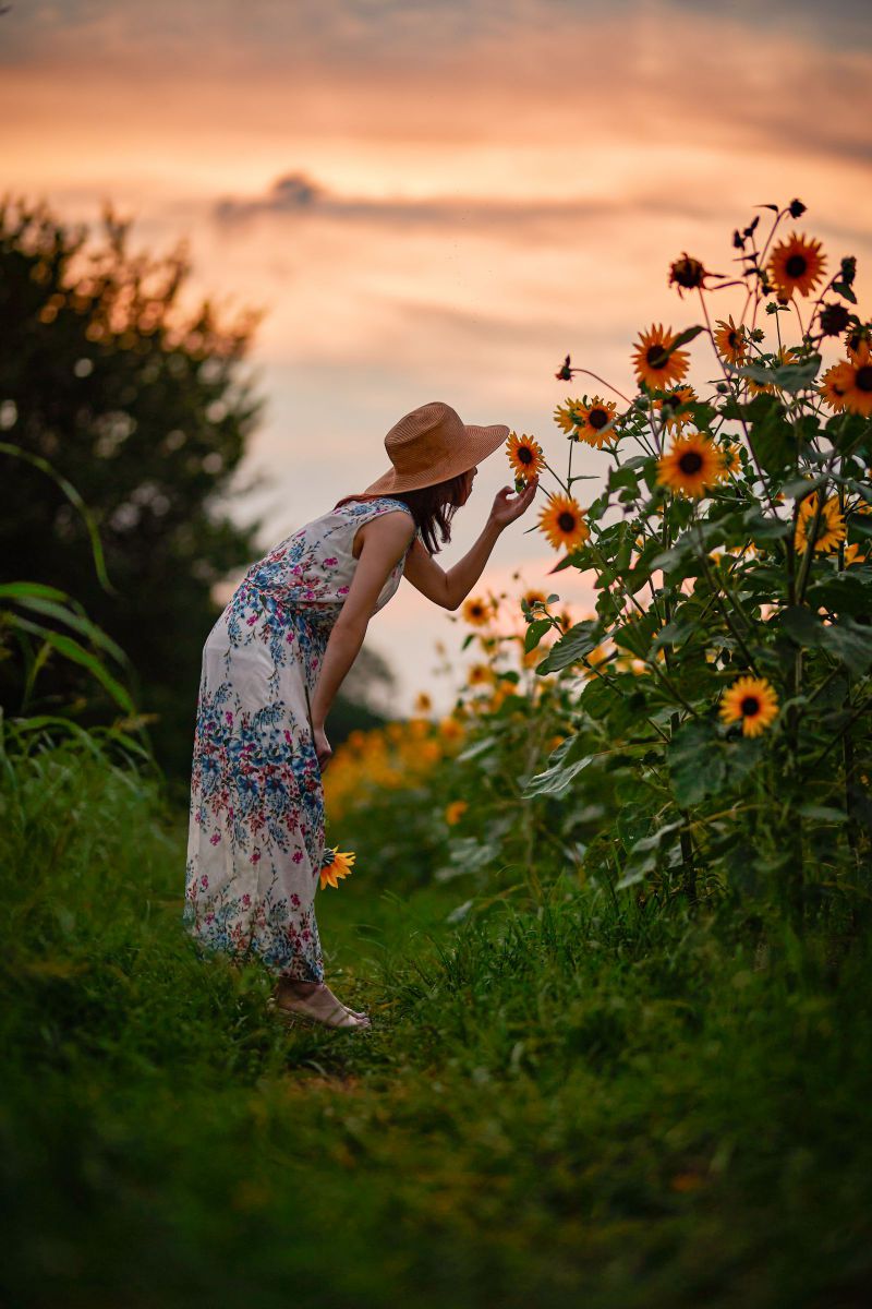 ひまわりの匂い | GANREF