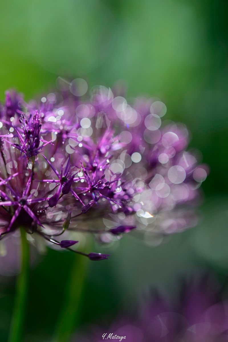 IMG_3411.jpeg | GANREF