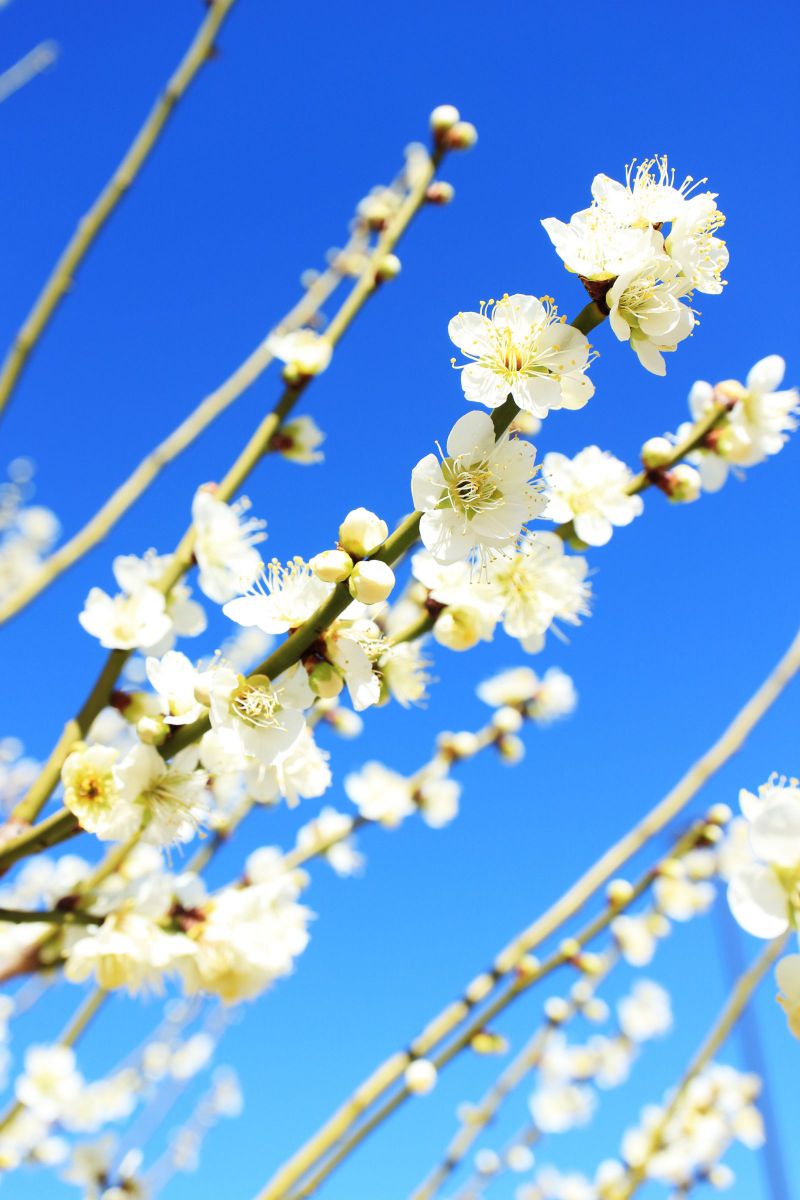 空に向かって爽やかに | GANREF