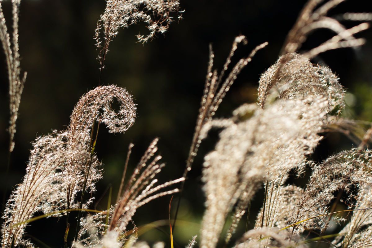 ｼﾞｭエリー“P” | GANREF