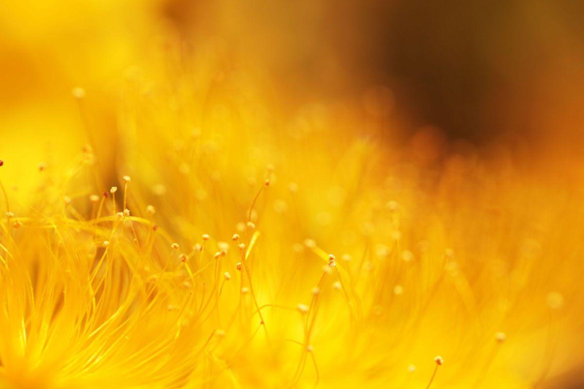 Yellow Storm | GANREF