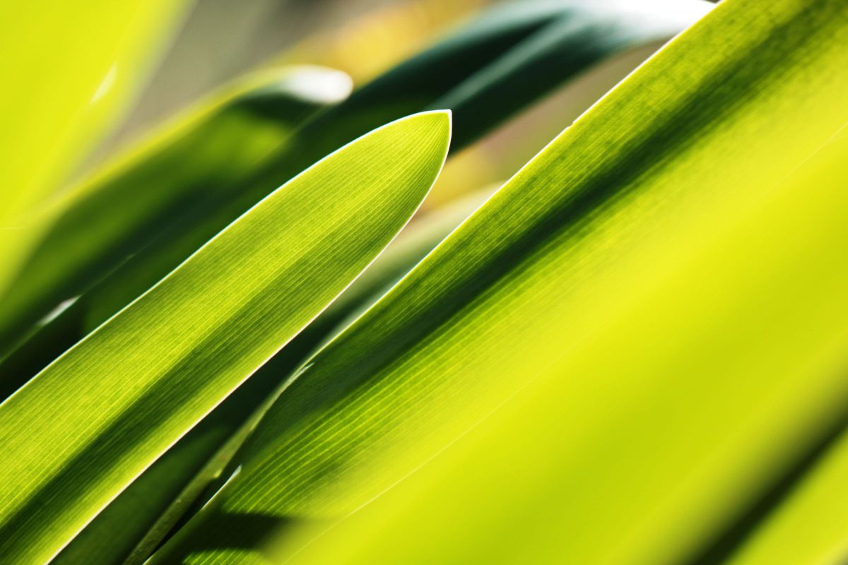 Green Sword | GANREF