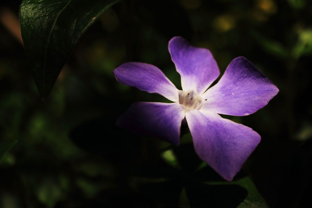 Mysterious Purple | GANREF