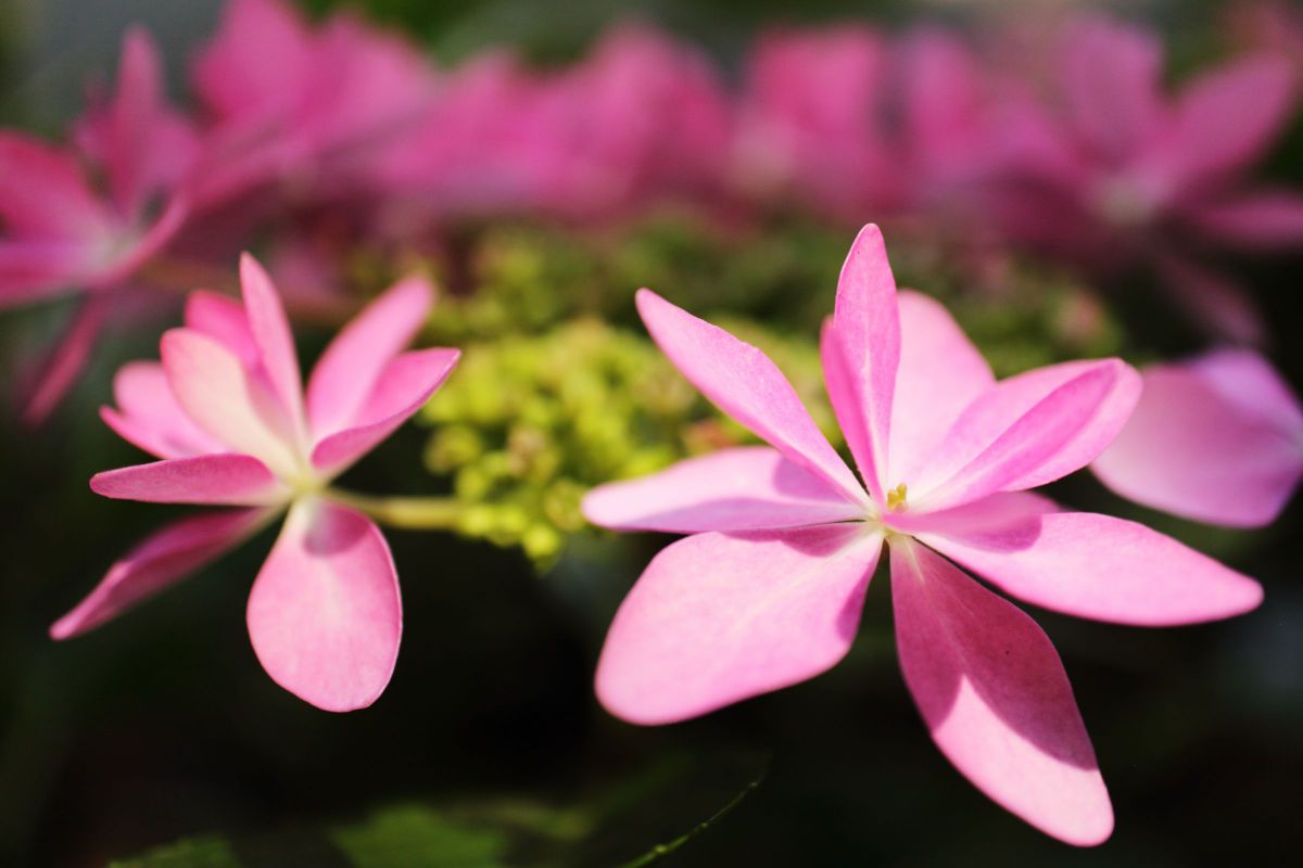 Let's Dance | GANREF