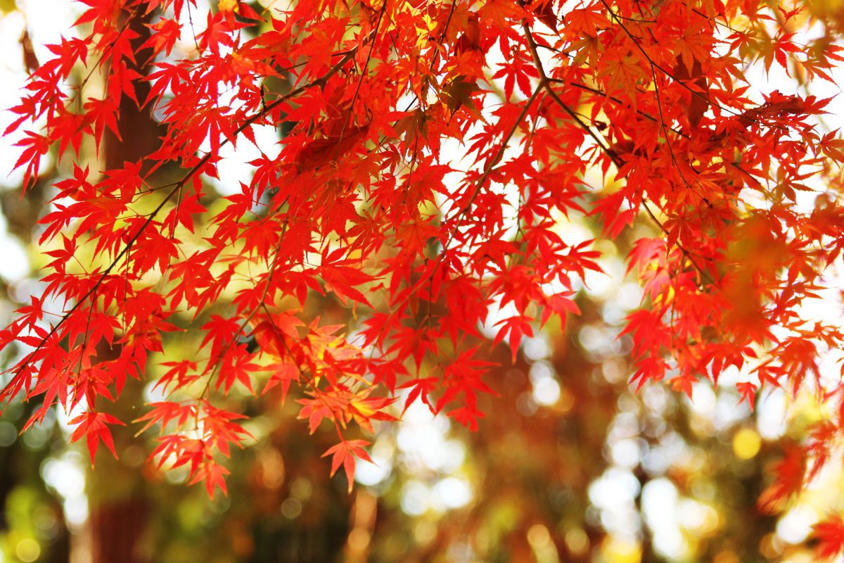 華やかな秋の彩り | GANREF