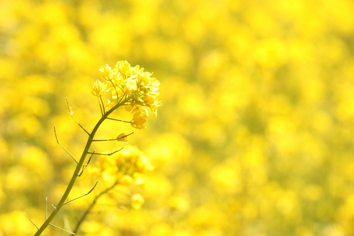 Yellow World | GANREF