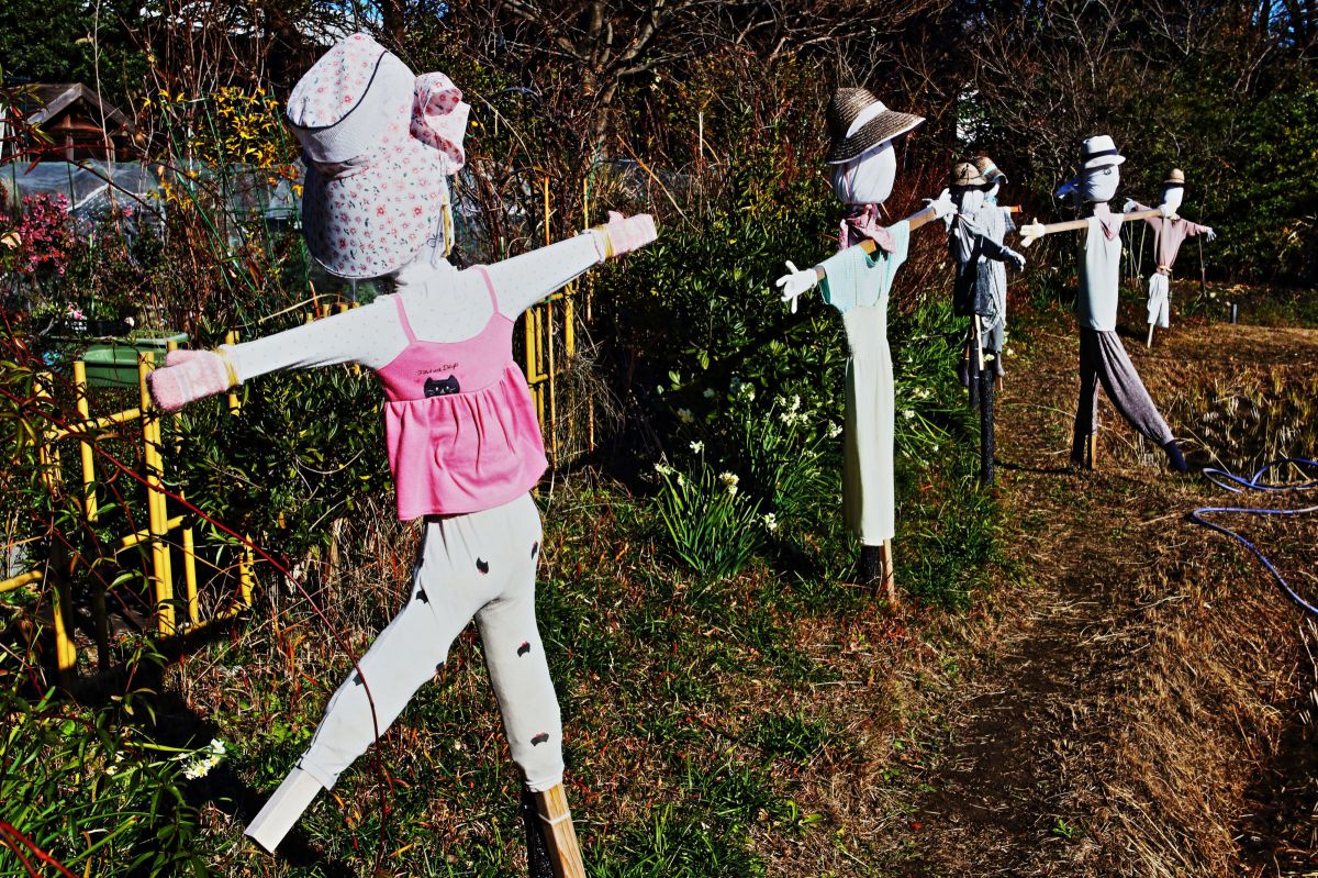 Dancing Scarecrow | GANREF