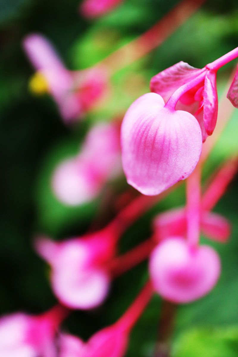 Sweet Peach | GANREF