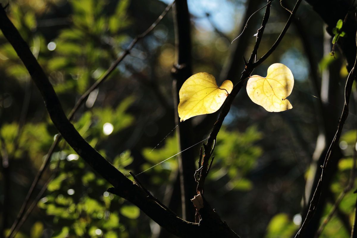 Yellow two Heart | GANREF