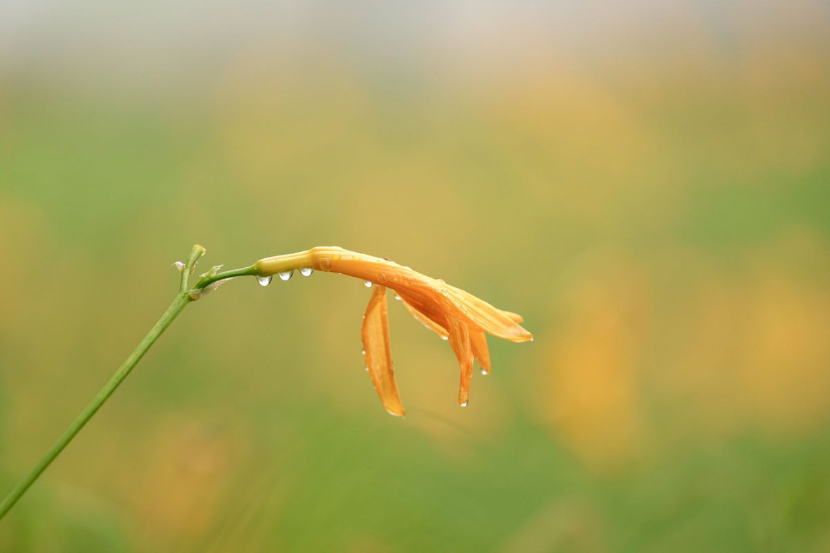 Three raindrops | GANREF