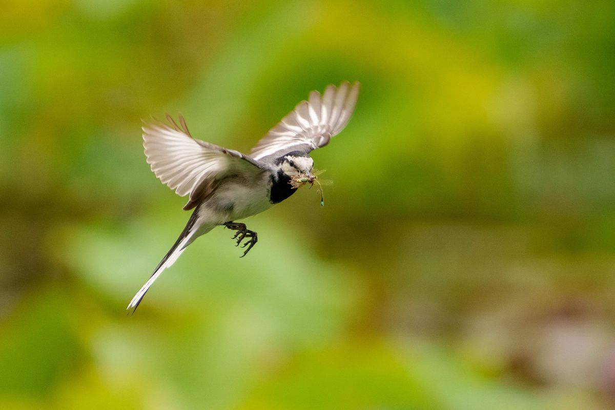 Oh！イトトンボが・・ | GANREF