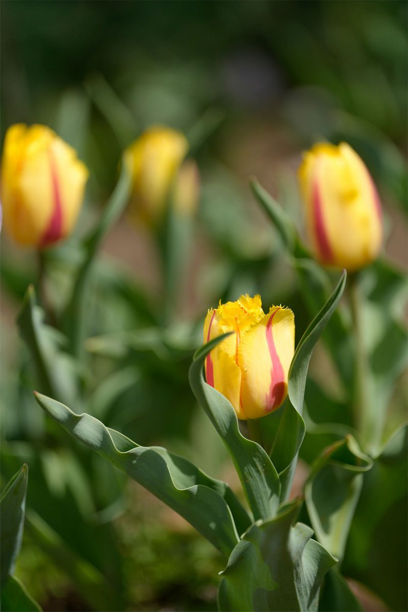 Dancing Tulip | GANREF