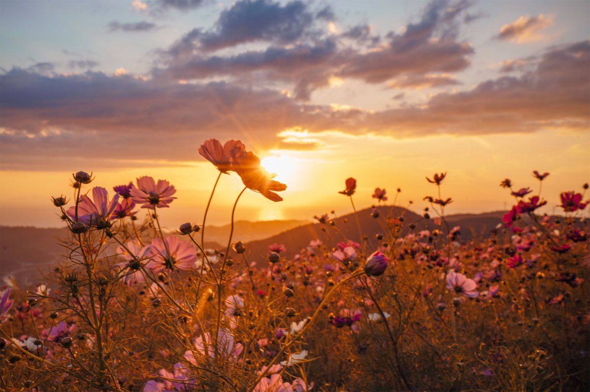 before sunset | GANREF