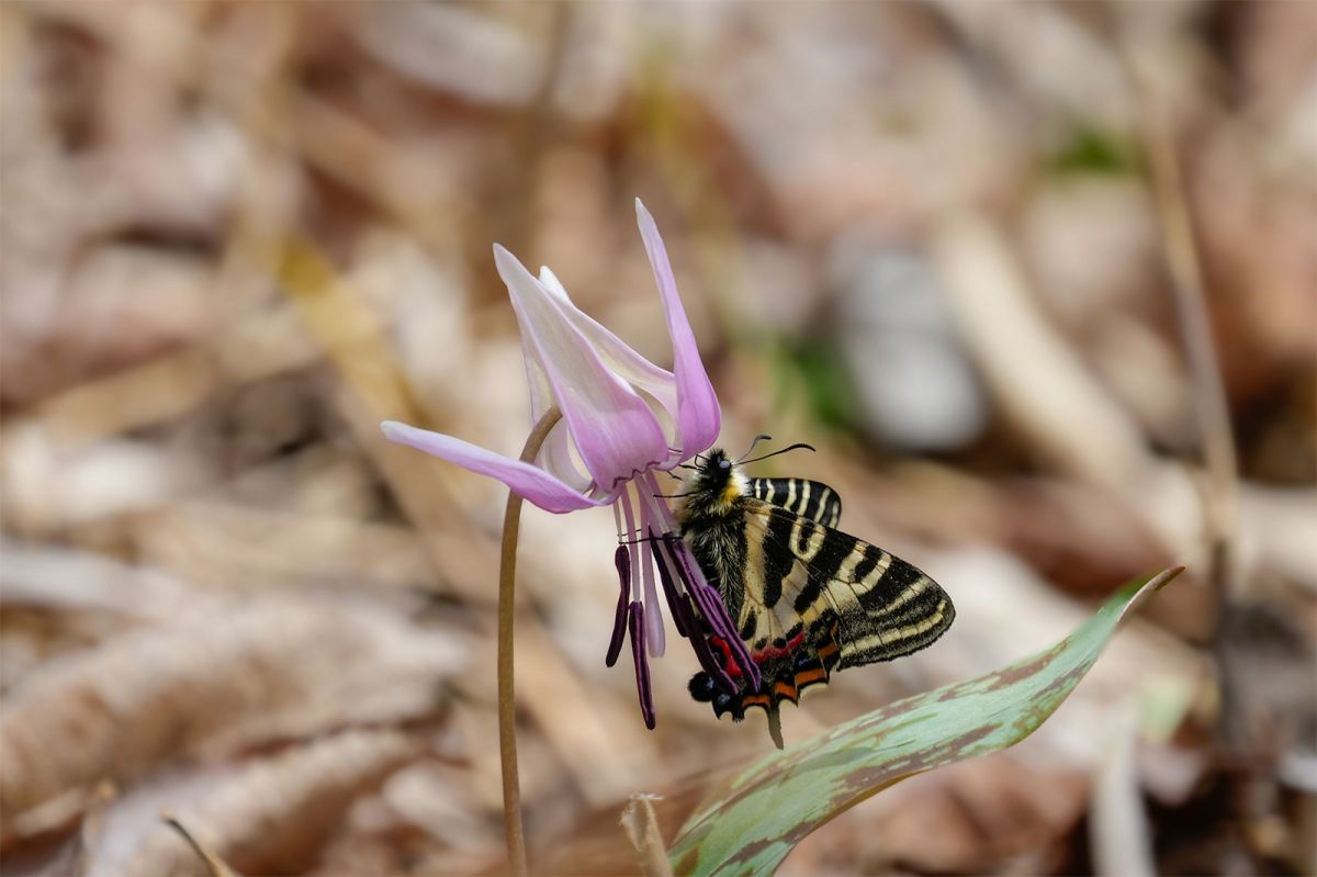 Spring ephemeral | GANREF