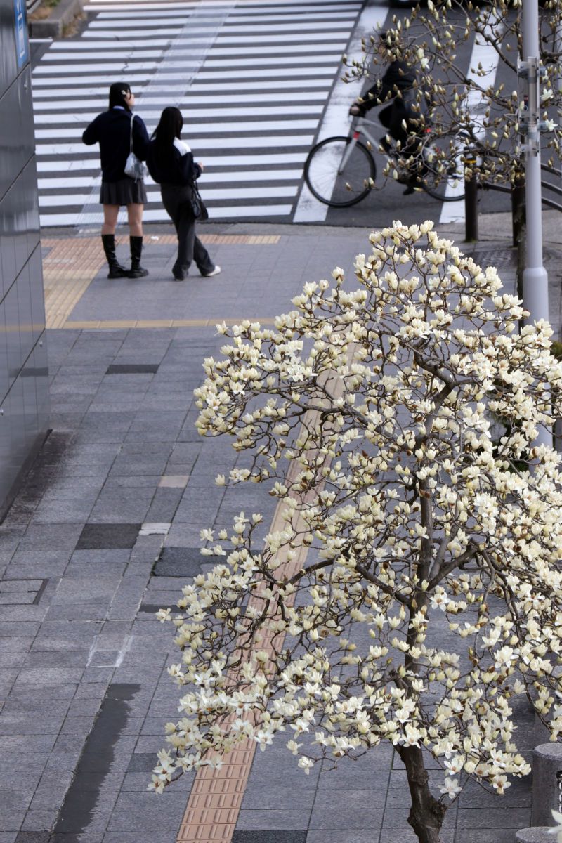 春の街角 | GANREF