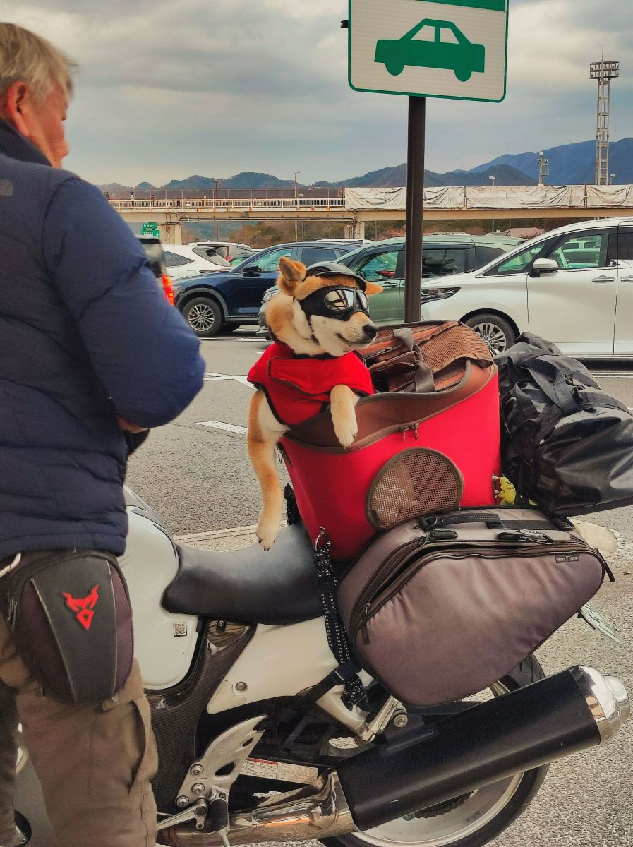 ワンちゃんライダー | GANREF