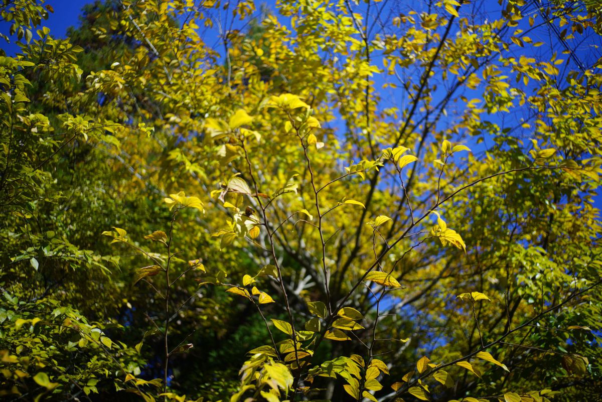 秋の一日 | GANREF