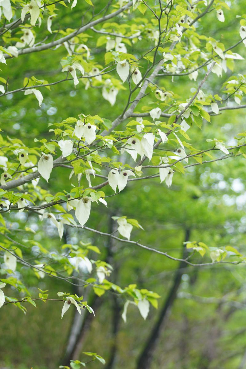 ハンカチノキ開花 | GANREF