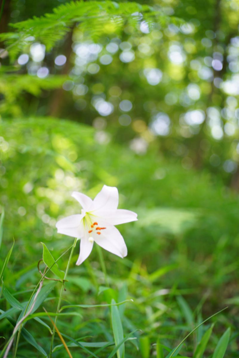 ササユリ | GANREF