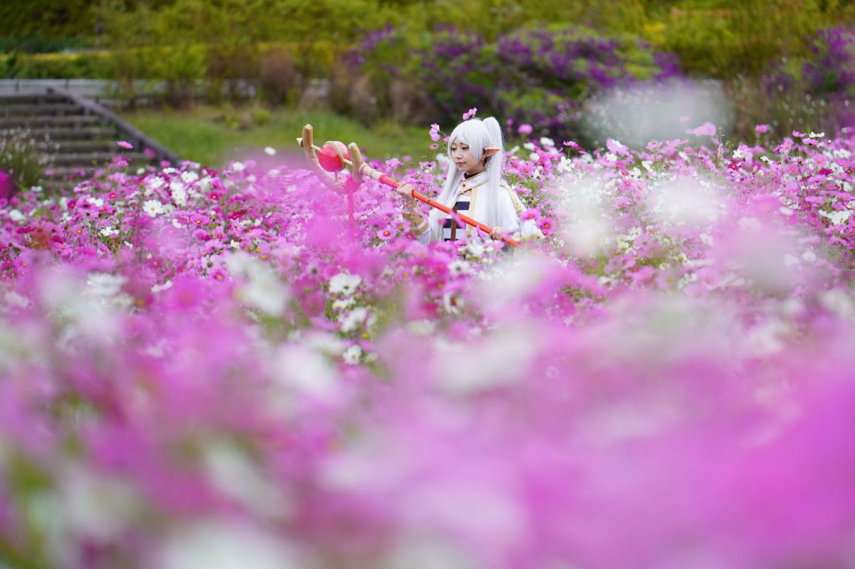 コスモス畑で輝いてII | GANREF