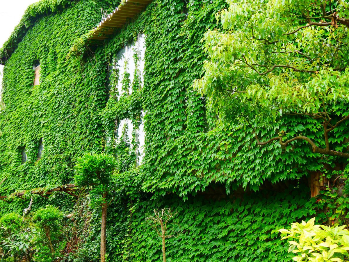 GREEN HOUSE | GANREF