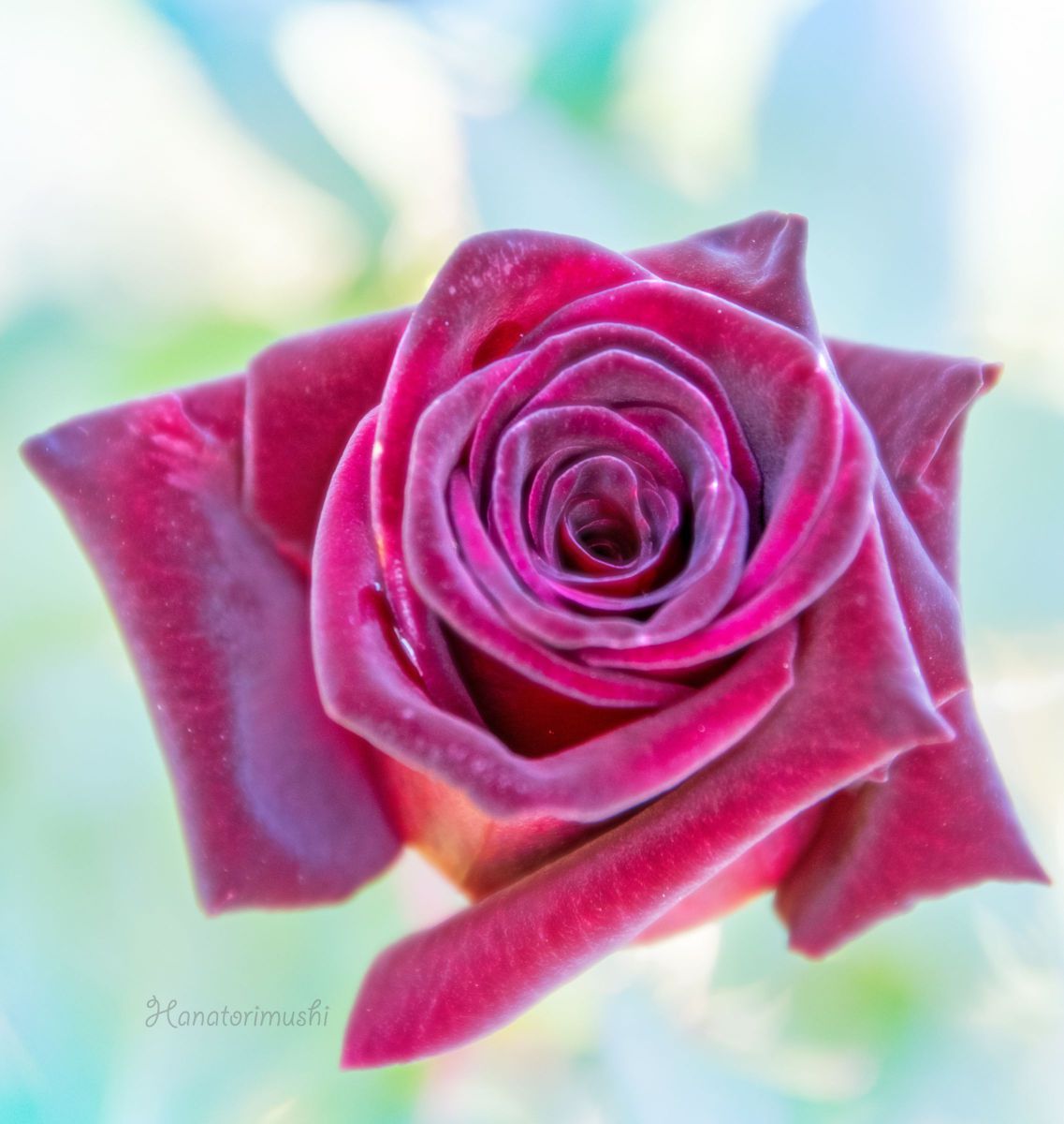 Flying rose | GANREF