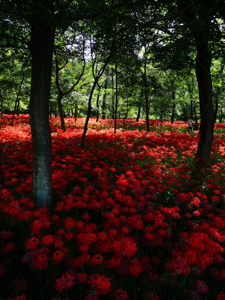 レッドカーペット | GANREF