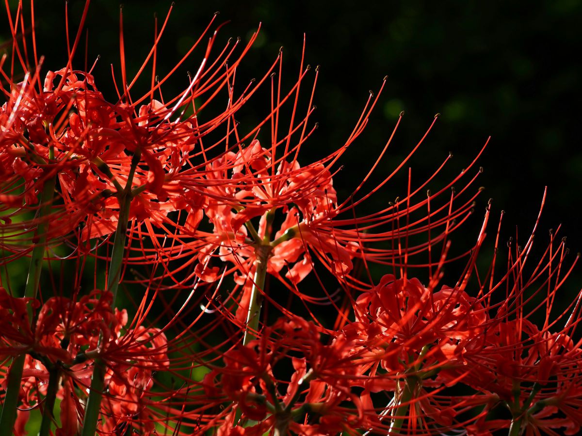 Dramatic Lycoris | GANREF