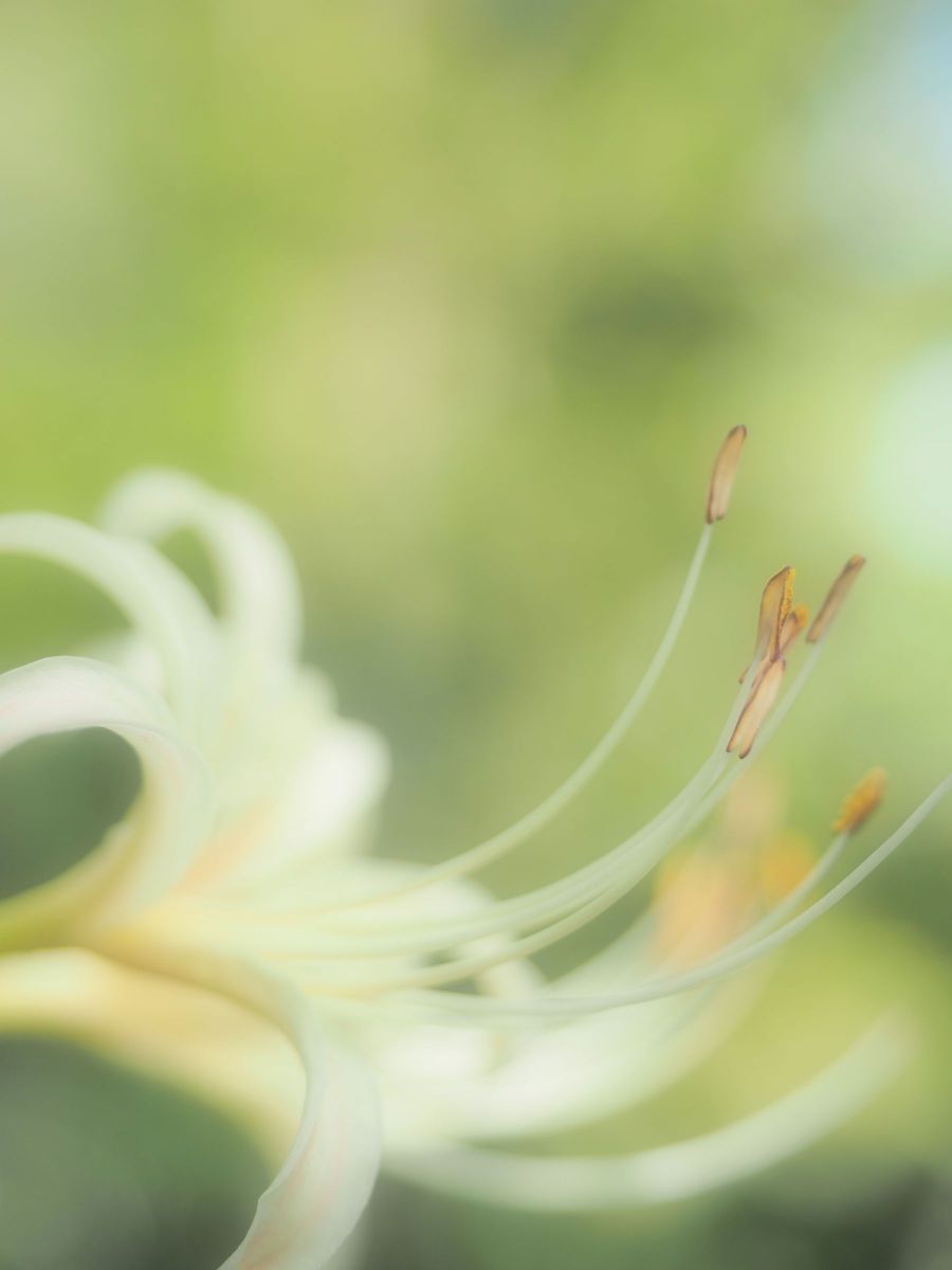 Fantastic Lycoris | GANREF