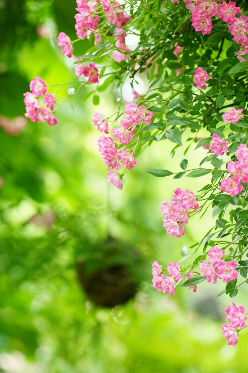 初夏の庭 | GANREF