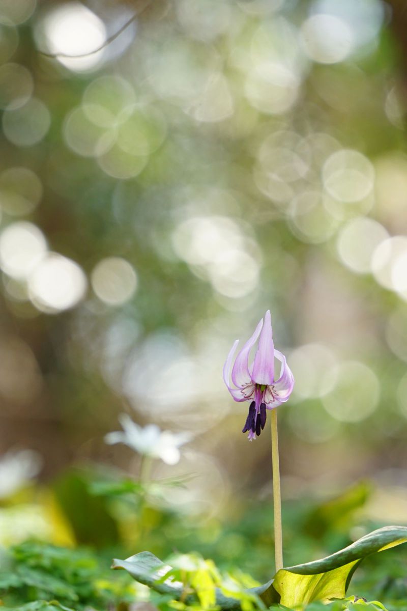 目覚めて | GANREF