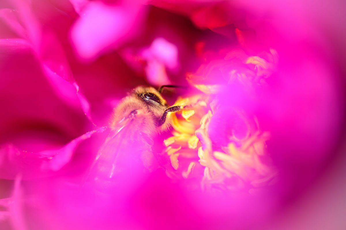 Small world in the peony | GANREF