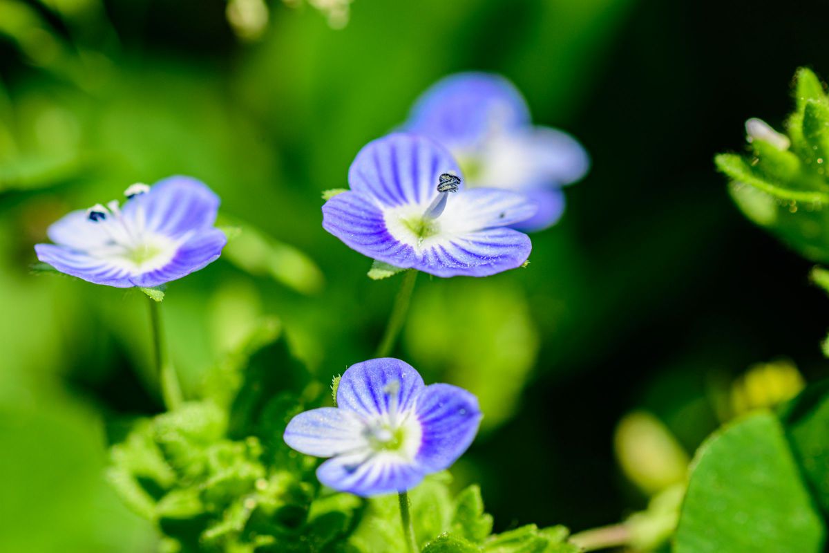 APS-Cマクロ | GANREF