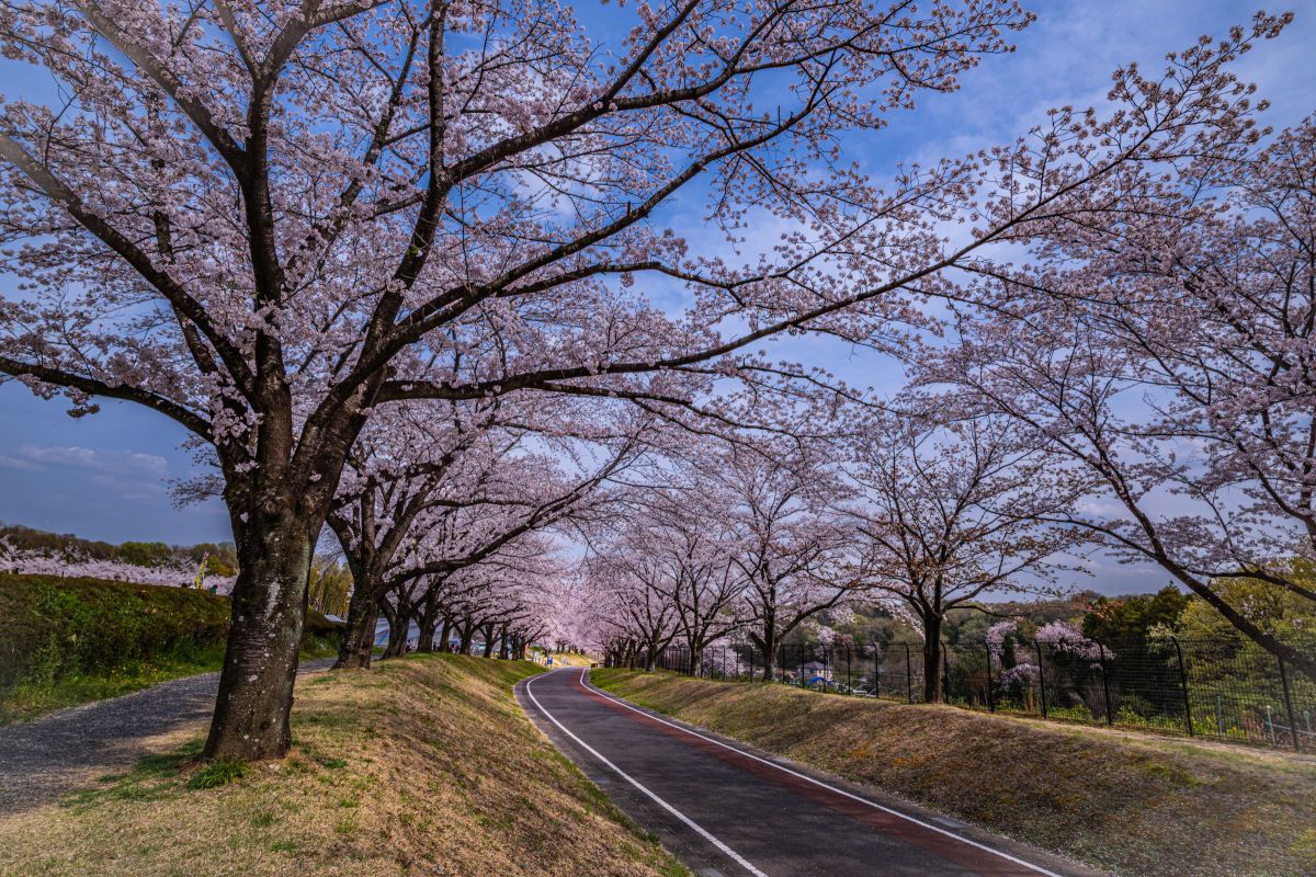 広角の春 | GANREF