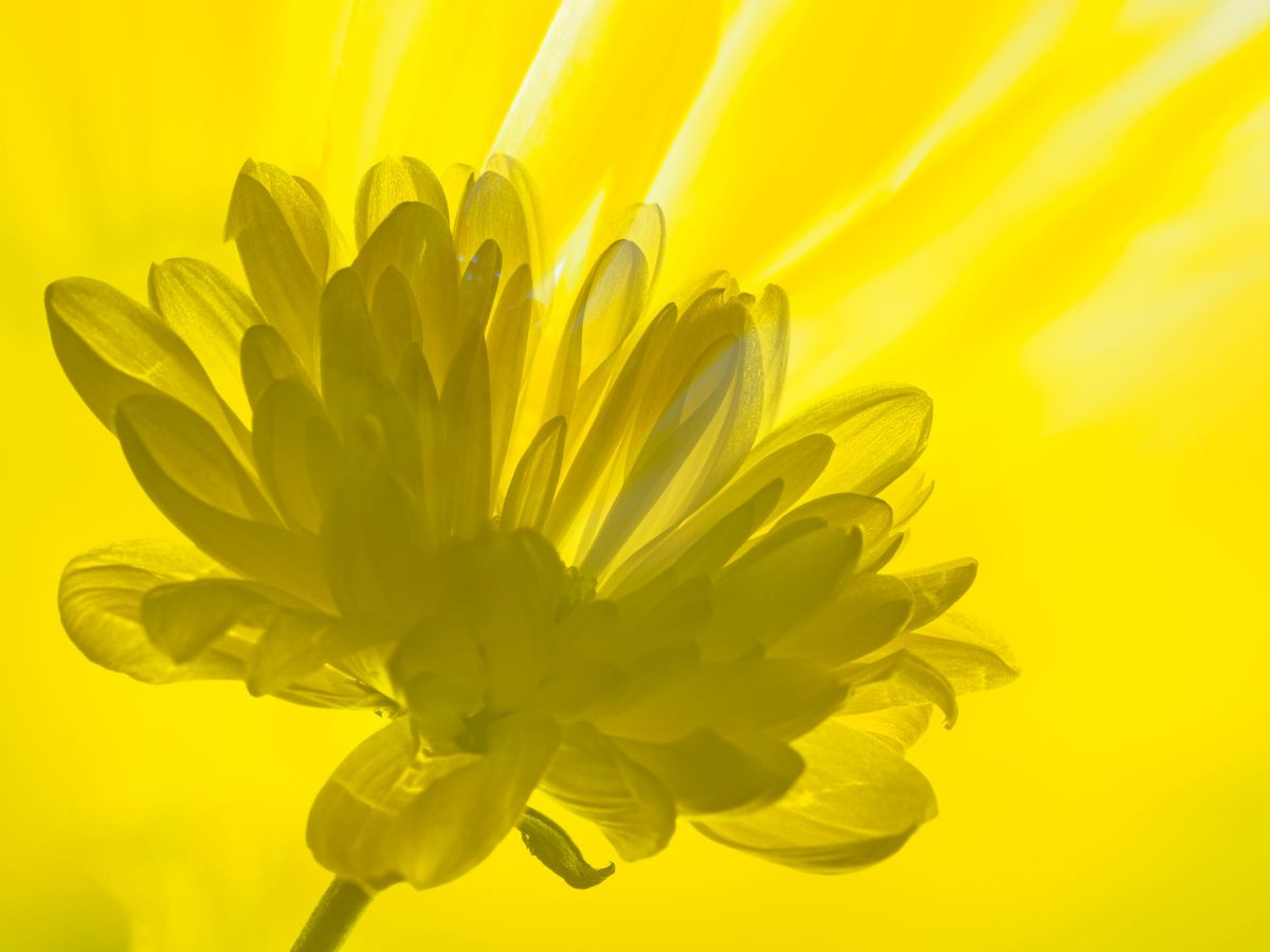 Color & Shape －創作写真－ | GANREF