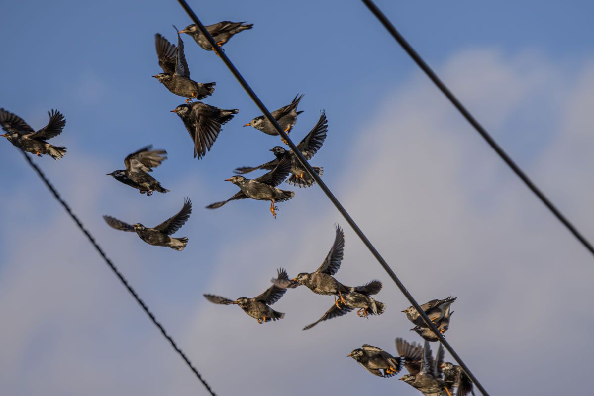 Flying High Again | GANREF