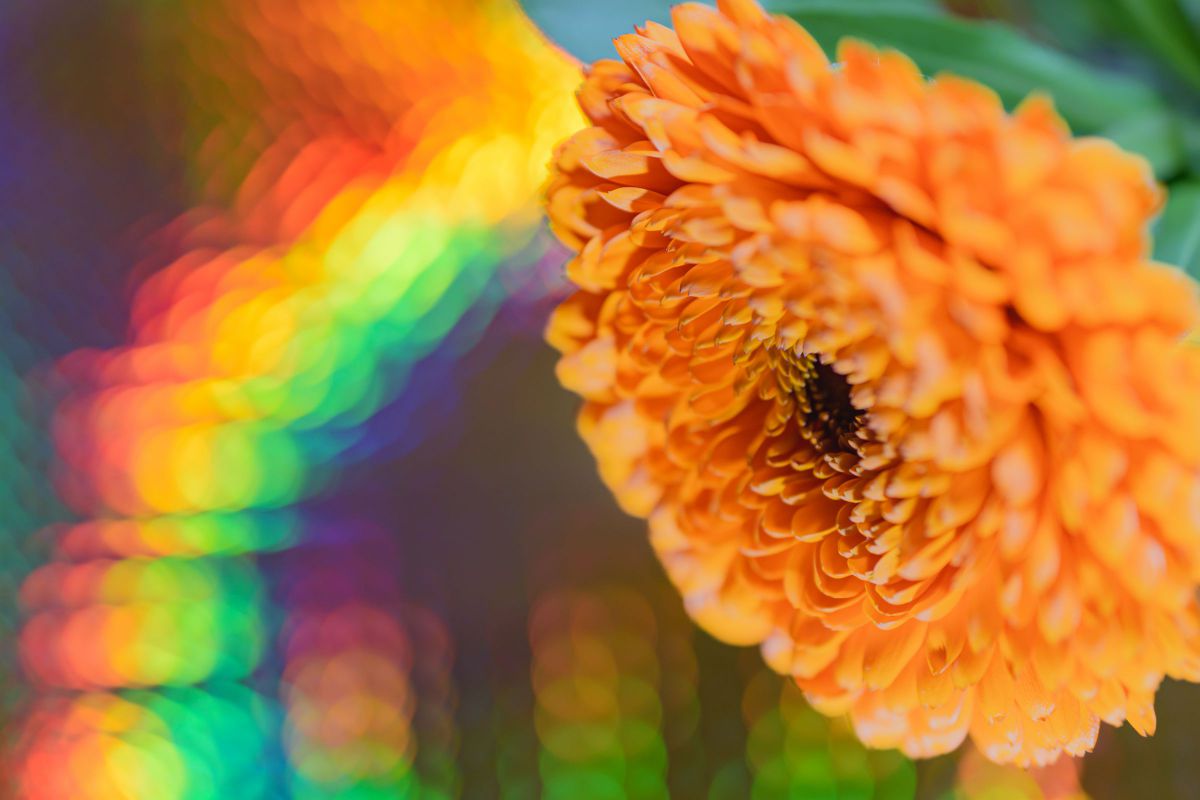 Catch the Rainbow | GANREF